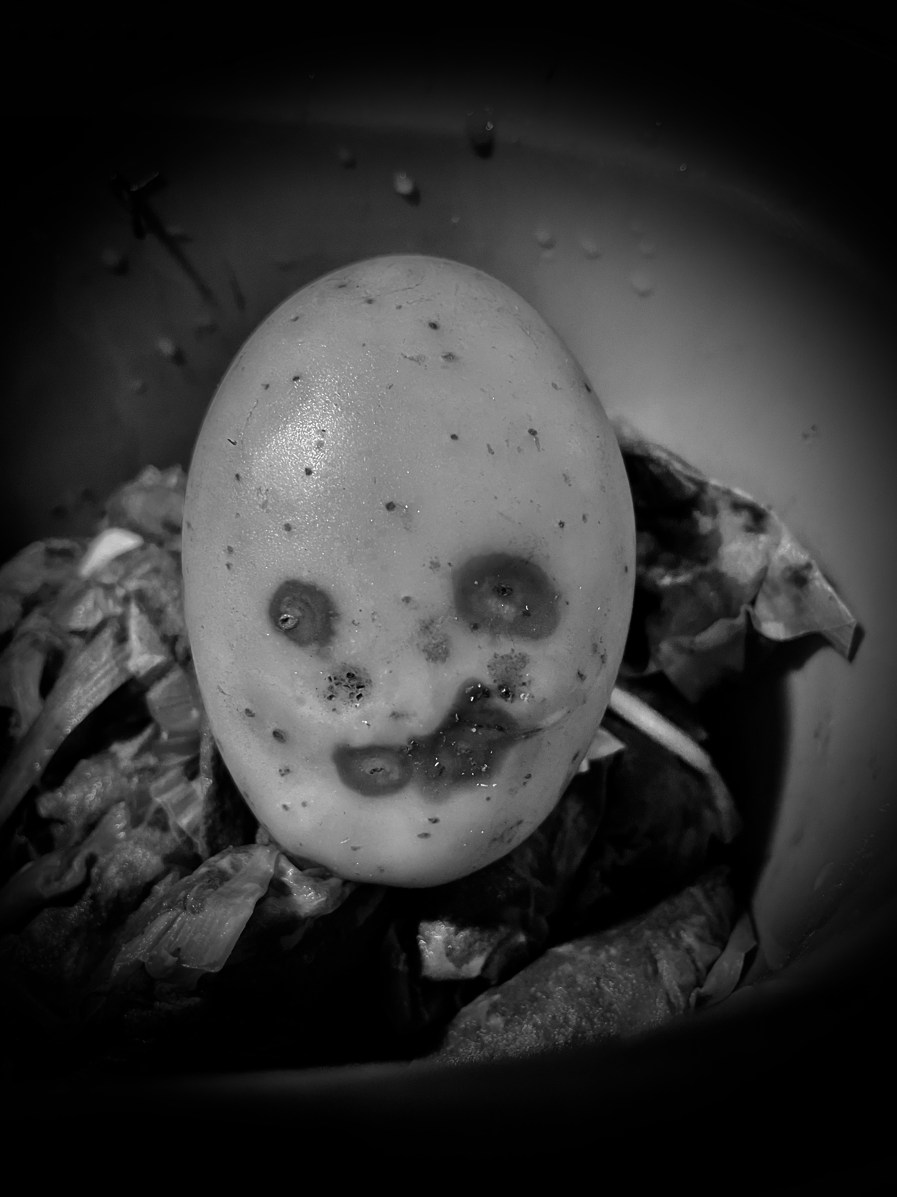 Putrid February: Evil Potato and the destruction of the composting bin ...