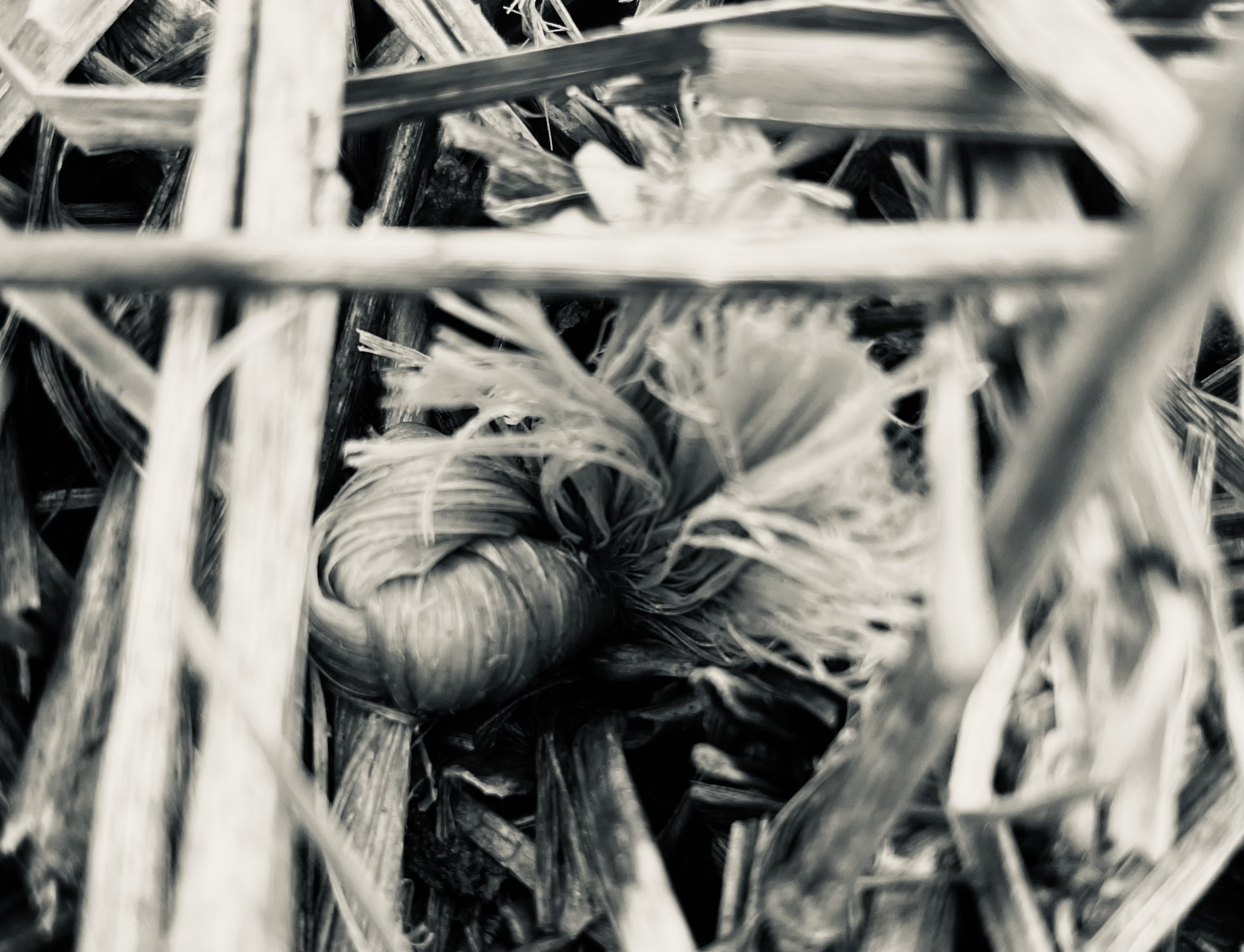 B&W Tuesday, Planet Watch – The Count Of North Clifton